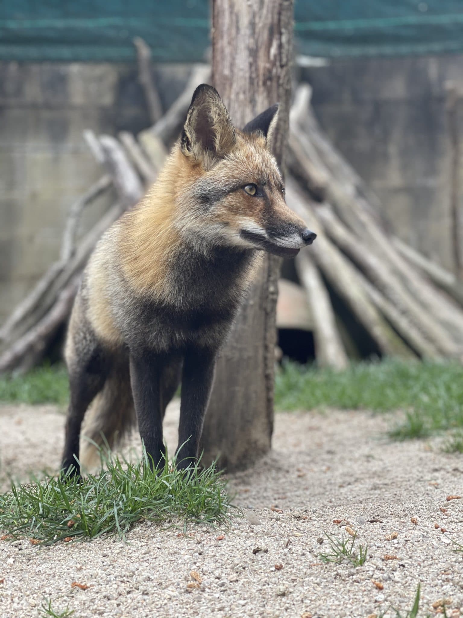 CORAX FAUNA - Centro educativo de la fauna salvaje