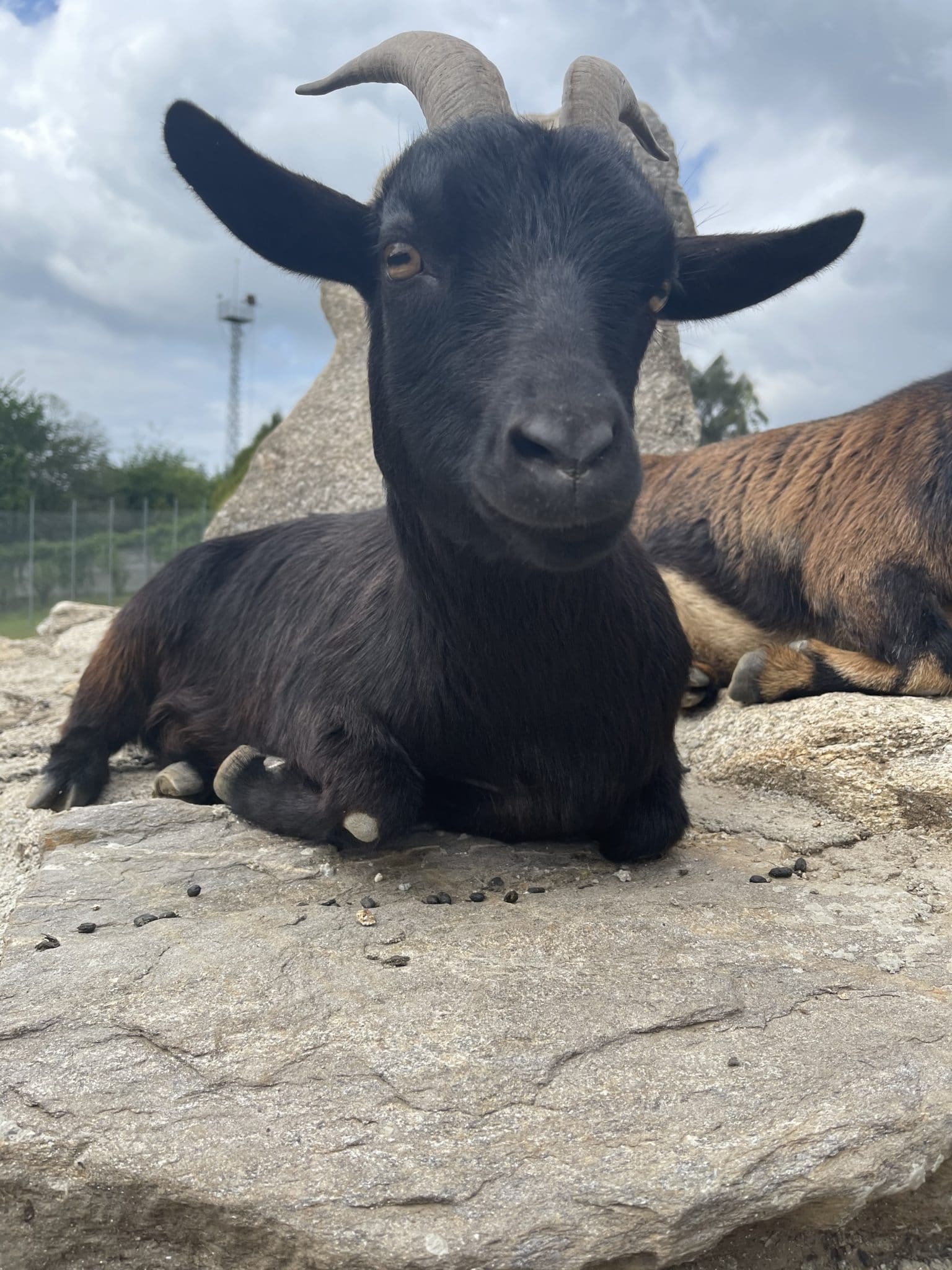 CORAX FAUNA - Centro educativo de la fauna salvaje